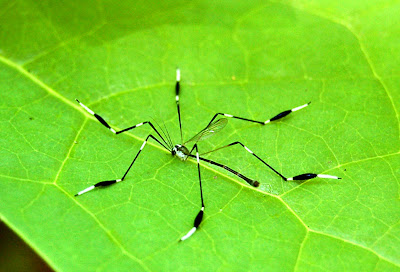 phantom crane fly | Project Noah