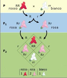 Appunti e spunti di scienze: Le eccezioni alle 3 leggi di Mendel