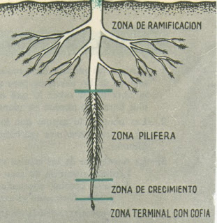 Turma 62: Tipos de Raízes