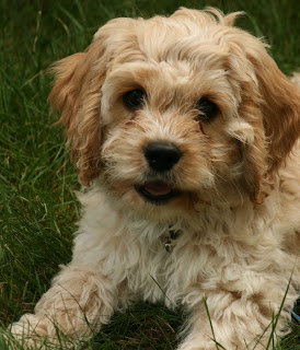 DESIGNER PUPPYS: Ten Reasons Why COCKAPOOS Are The Best Designer Dogs