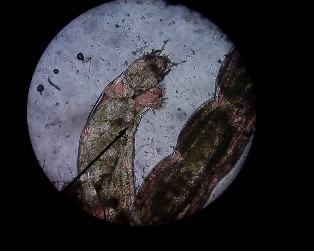 marine ecology 4th period REA: 2/7/11 plankton observations