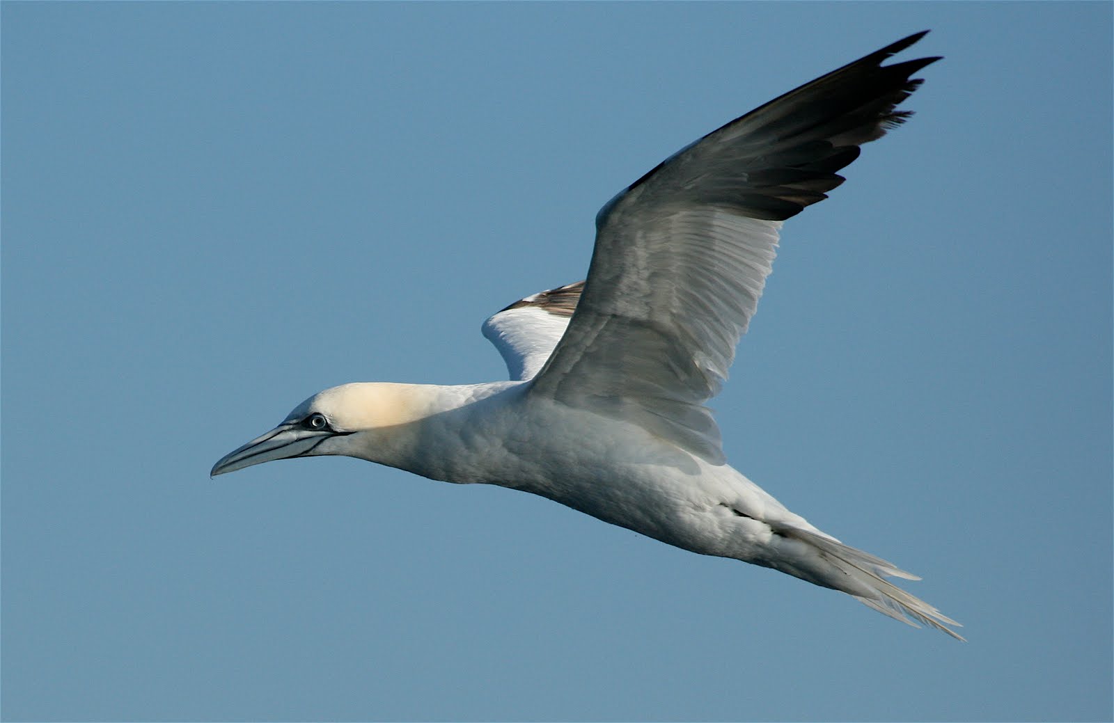 Sabies que.....el mascarell, turista d'hivern | Cap de Creus amb caiac