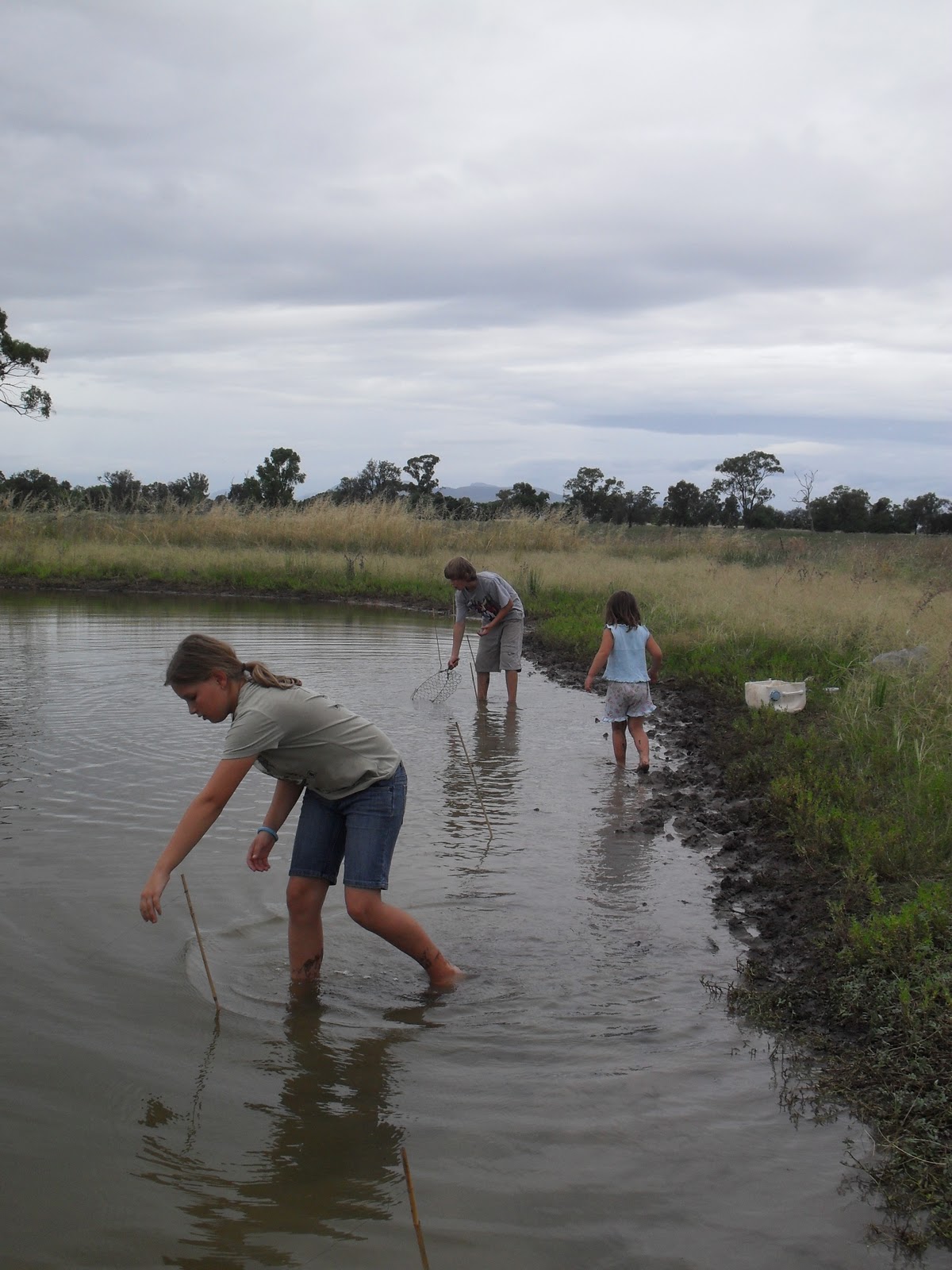 Gooseberry Jam: How to catch a Yabby...
