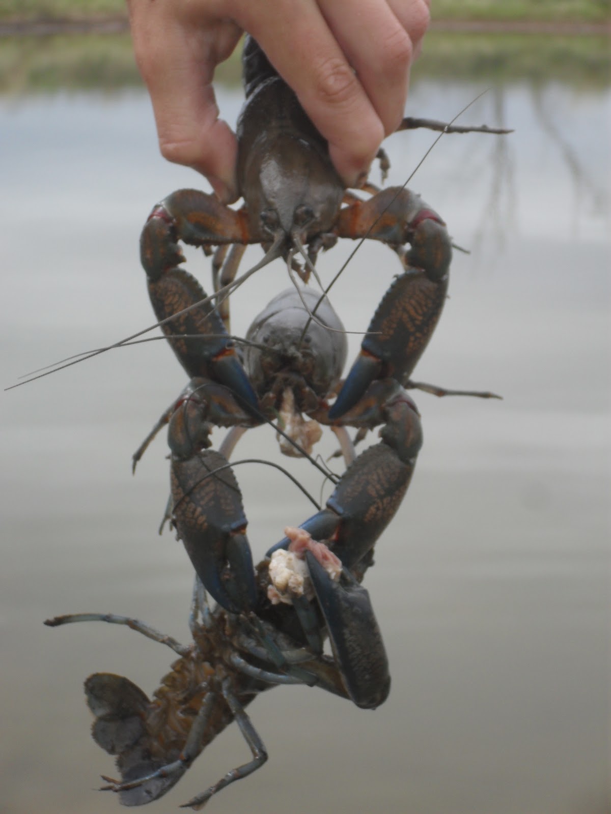 Gooseberry Jam: How to catch a Yabby...