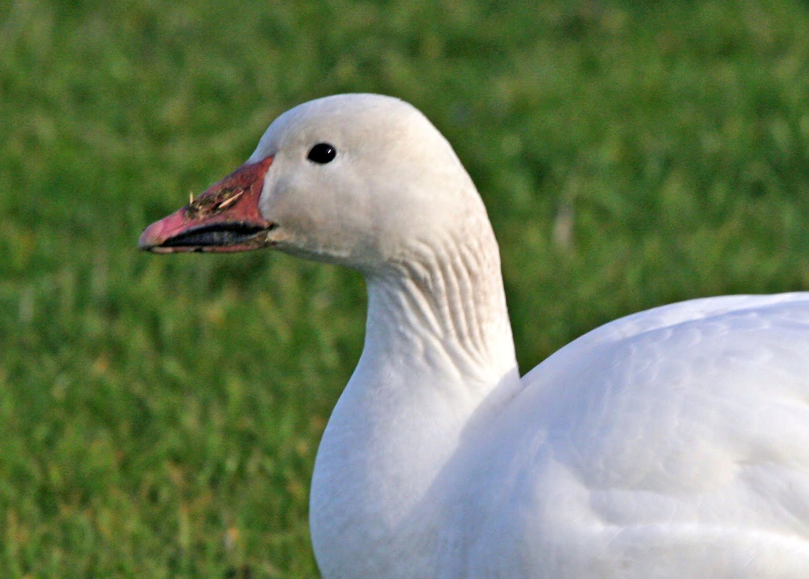 The Backyard Wildbird and Nature Store: October 2010