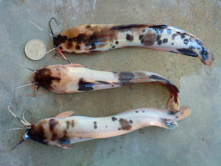 Ikan Keli "First Thailand" ?? | Maklumat Pertanian | Maklumat ...