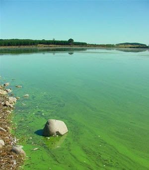 OPŠTA ALGOLOGIJA: TOKSIKOLOGIJA ALGI