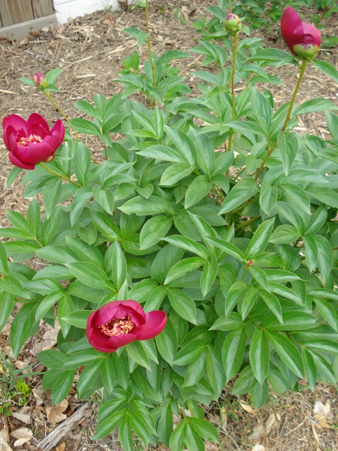 dandelion garden: growing: overnight