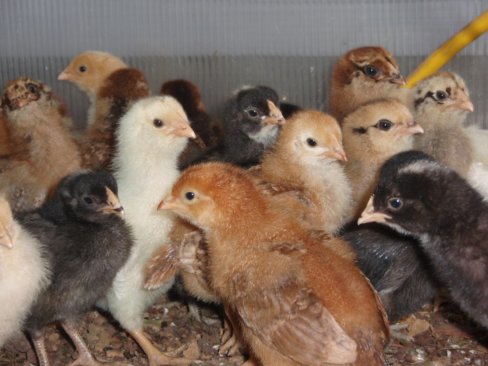 Angie's Suburban Oasis and Northwest Cavegirls: That Crazy Chicken Lady