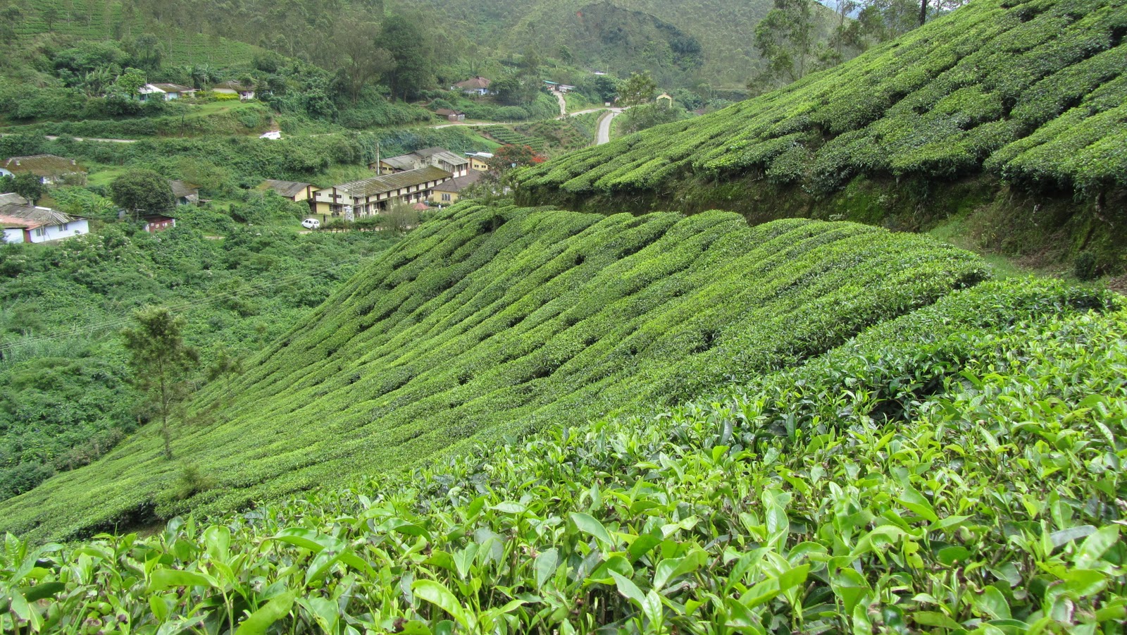 India: Munar (tea!) and Kumily (coffee!)