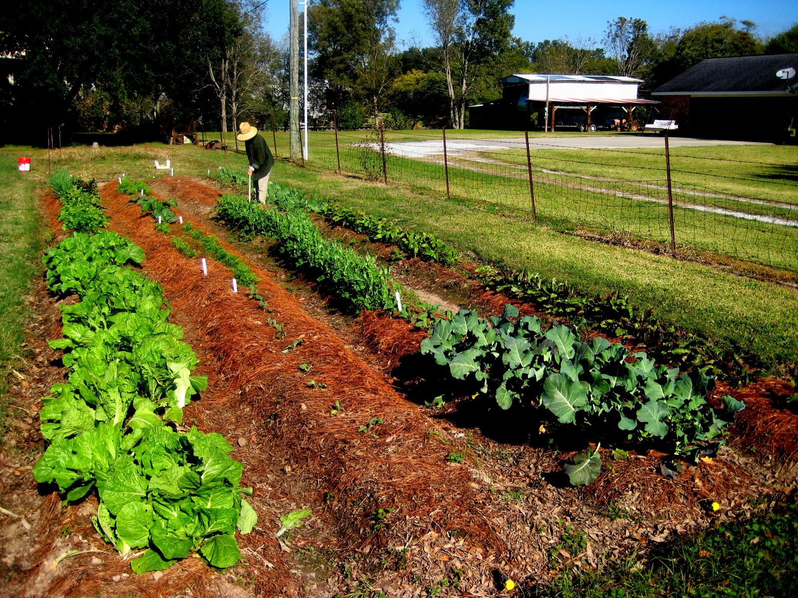 Alternate Roots: Gardening