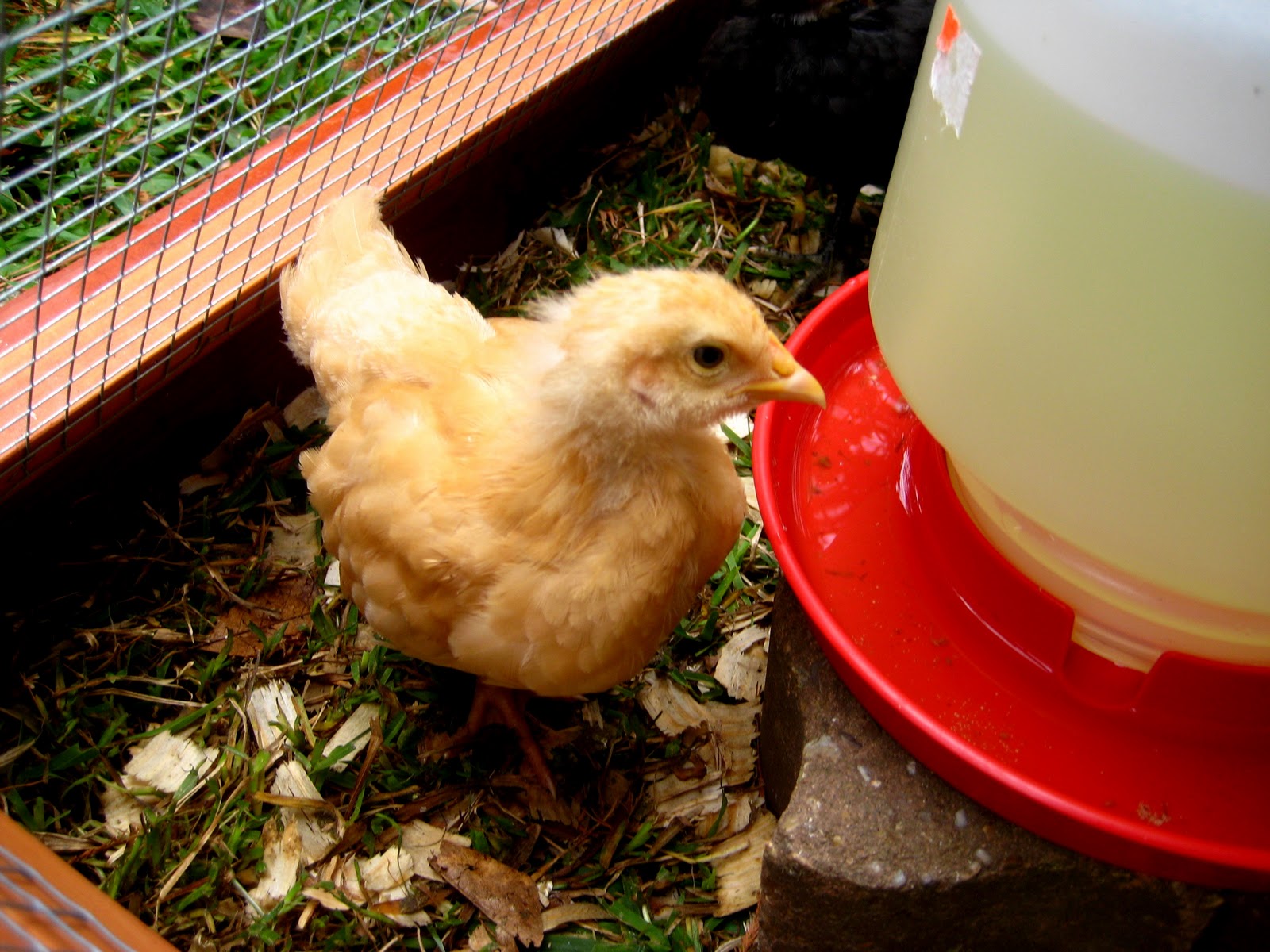 Alternate Roots: Chickens