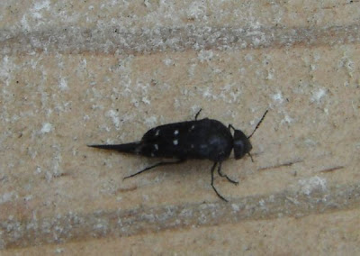 Saucy American in NZ: in the garden this week