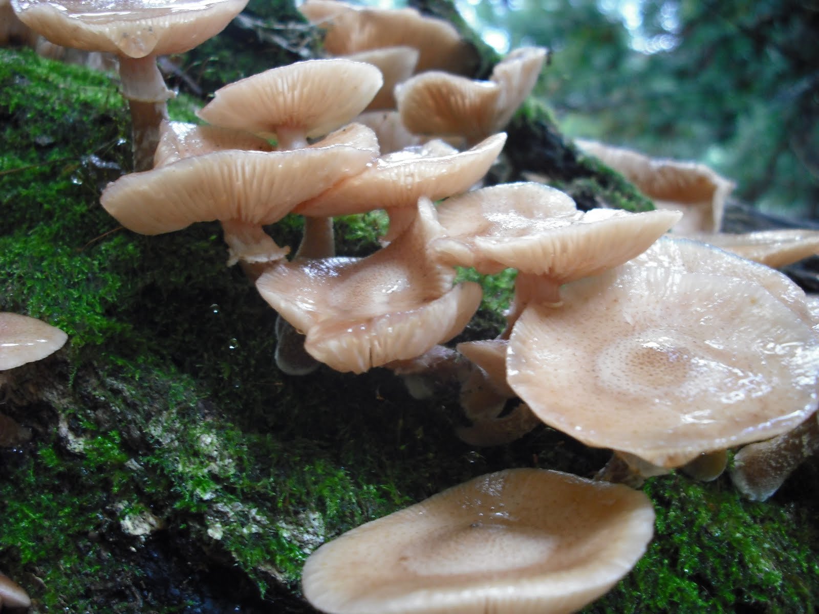 Hiroyuki's Blog on Japanese Cooking: Kinoko (Mushroom) Day for My ...