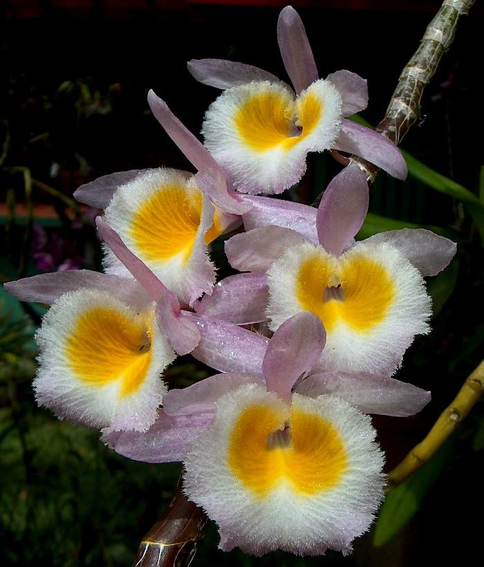 Ricardo's Blog, : Dendrobium primulinum, also known now as Den. polyanthum