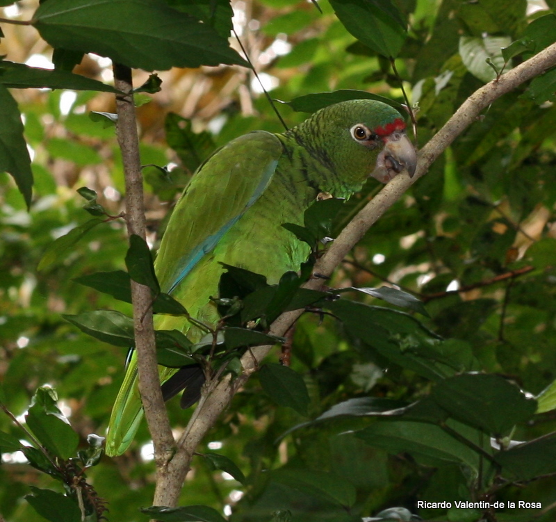Ricardo's Blog, : Information about the Puerto Rican Parrot in the ...