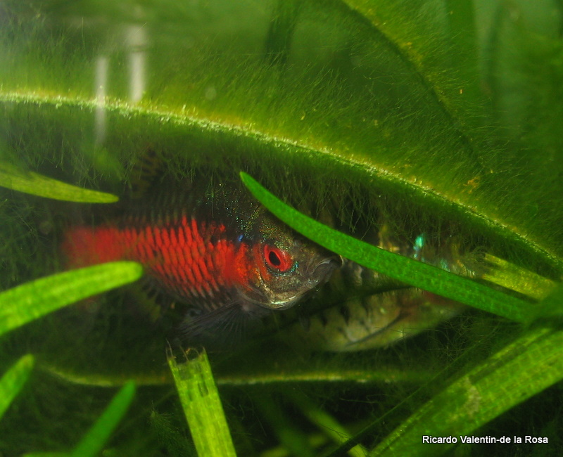 Ricardo's Blog, : El barbo Odessa, Puntius ticto, la belleza obsesiva ...