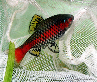 Ricardo's Blog, : El barbo Odessa, Puntius ticto, la belleza obsesiva ...