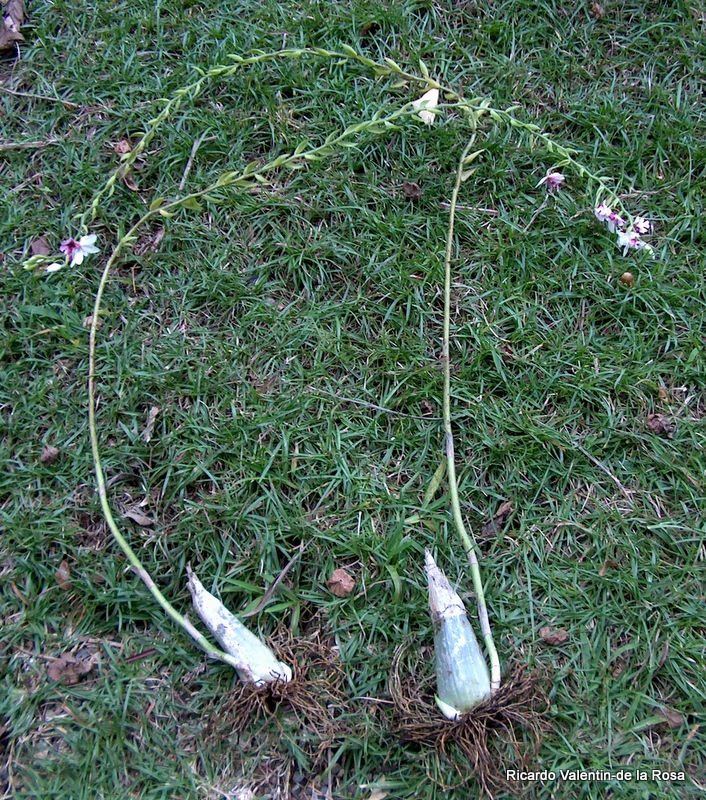 Ricardo's Blog, : Calanthe rubens and Cal. Grouville two terrestrial ...