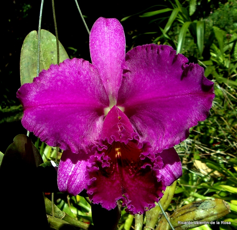 Ricardo's Blog, : Cattleya mossiae 'Willowbrook' a species? a hybrid ...
