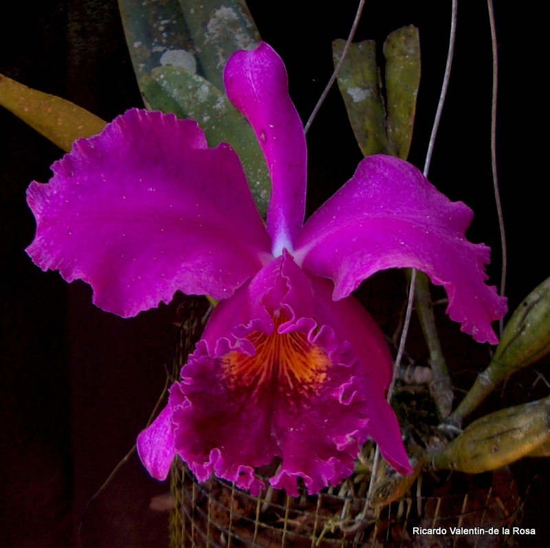 Ricardo's Blog, : Cattleya mossiae 'Willowbrook' a species? a hybrid ...