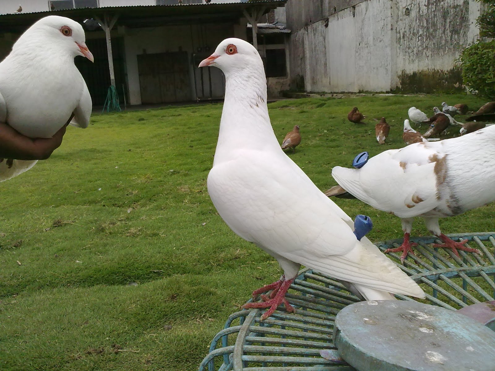 BlueWings YL: Merpati tinggi seni atas kepala