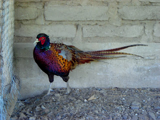 Faisanes: Donde comprar faisanes