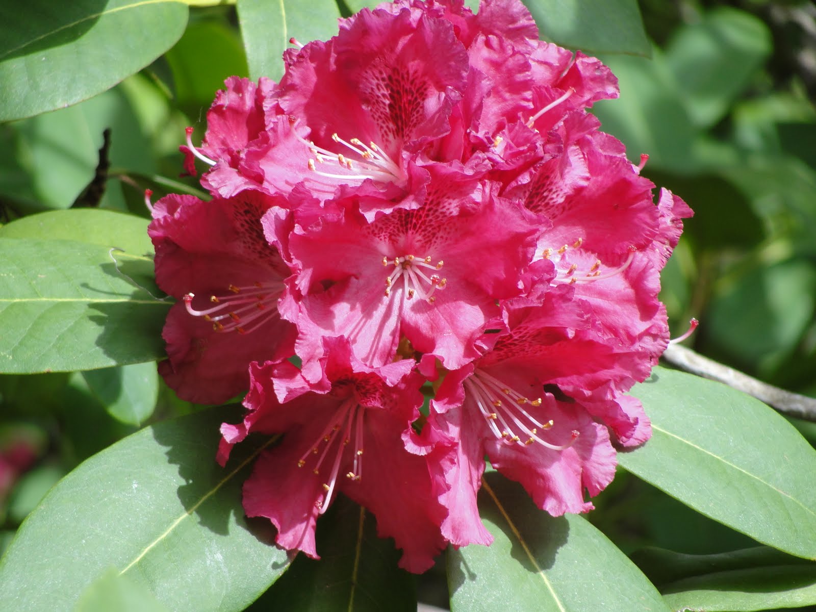 Pat and Jim's Gardening Adventure: Holden Rhododendron Garden