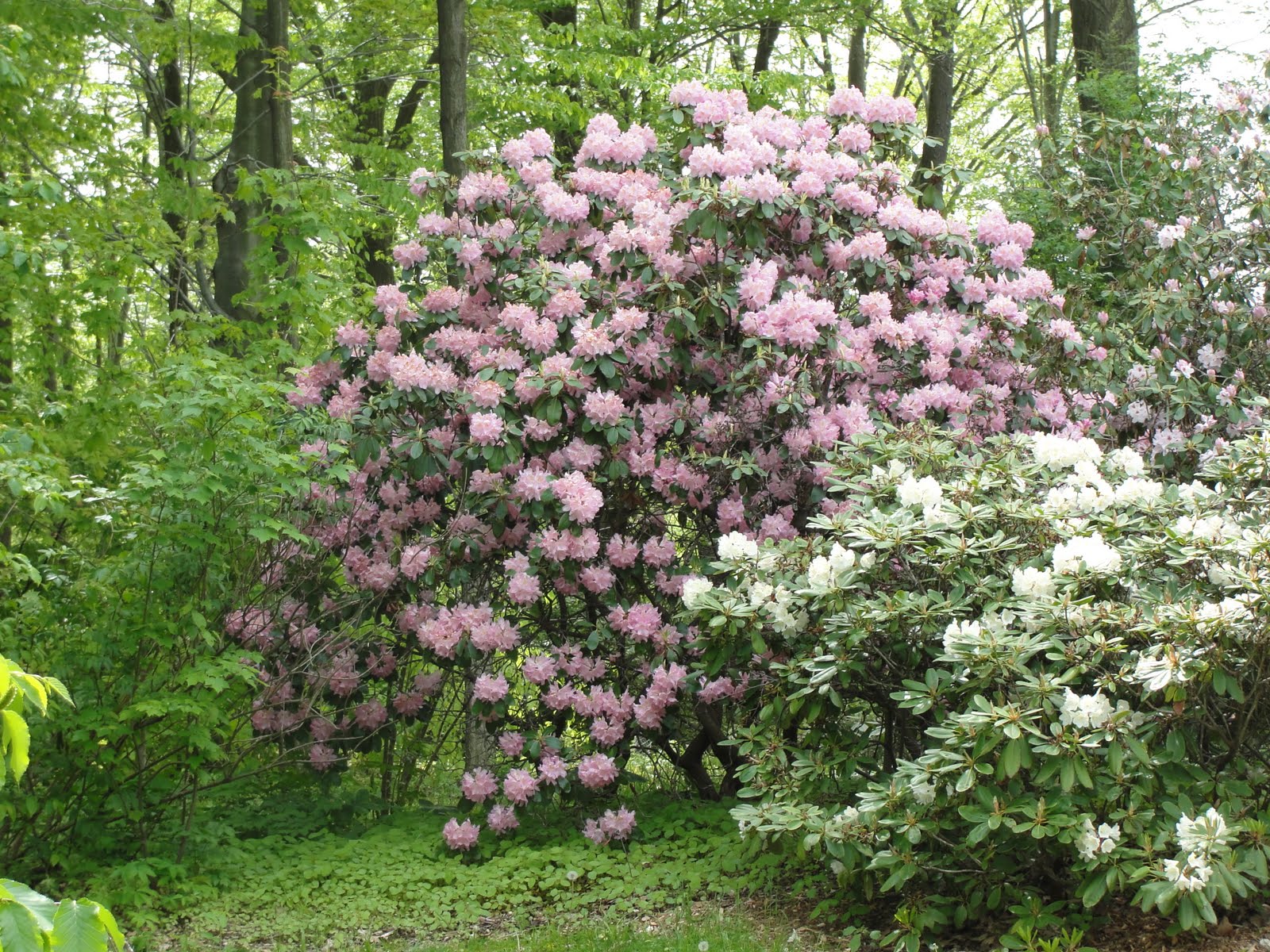 Pat and Jim's Gardening Adventure: Holden Rhododendron Garden
