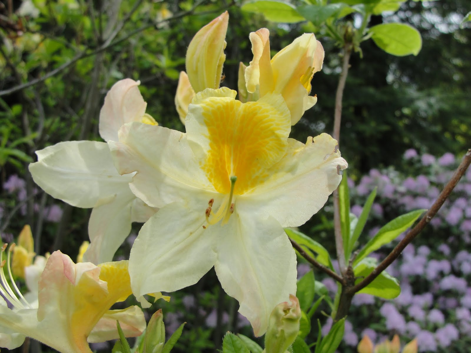 Pat and Jim's Gardening Adventure: Holden Rhododendron Garden