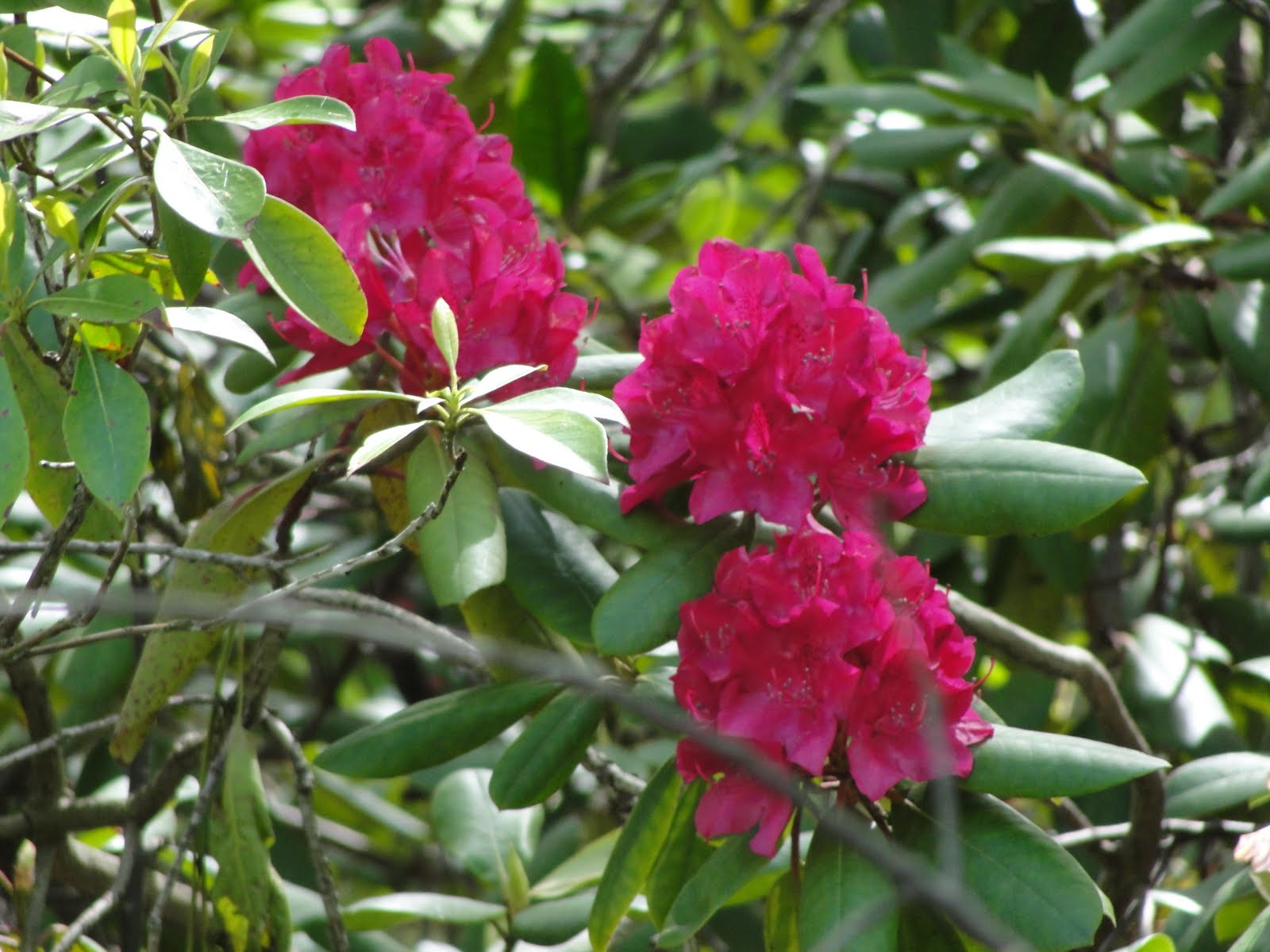 Pat and Jim's Gardening Adventure: Holden Rhododendron Garden