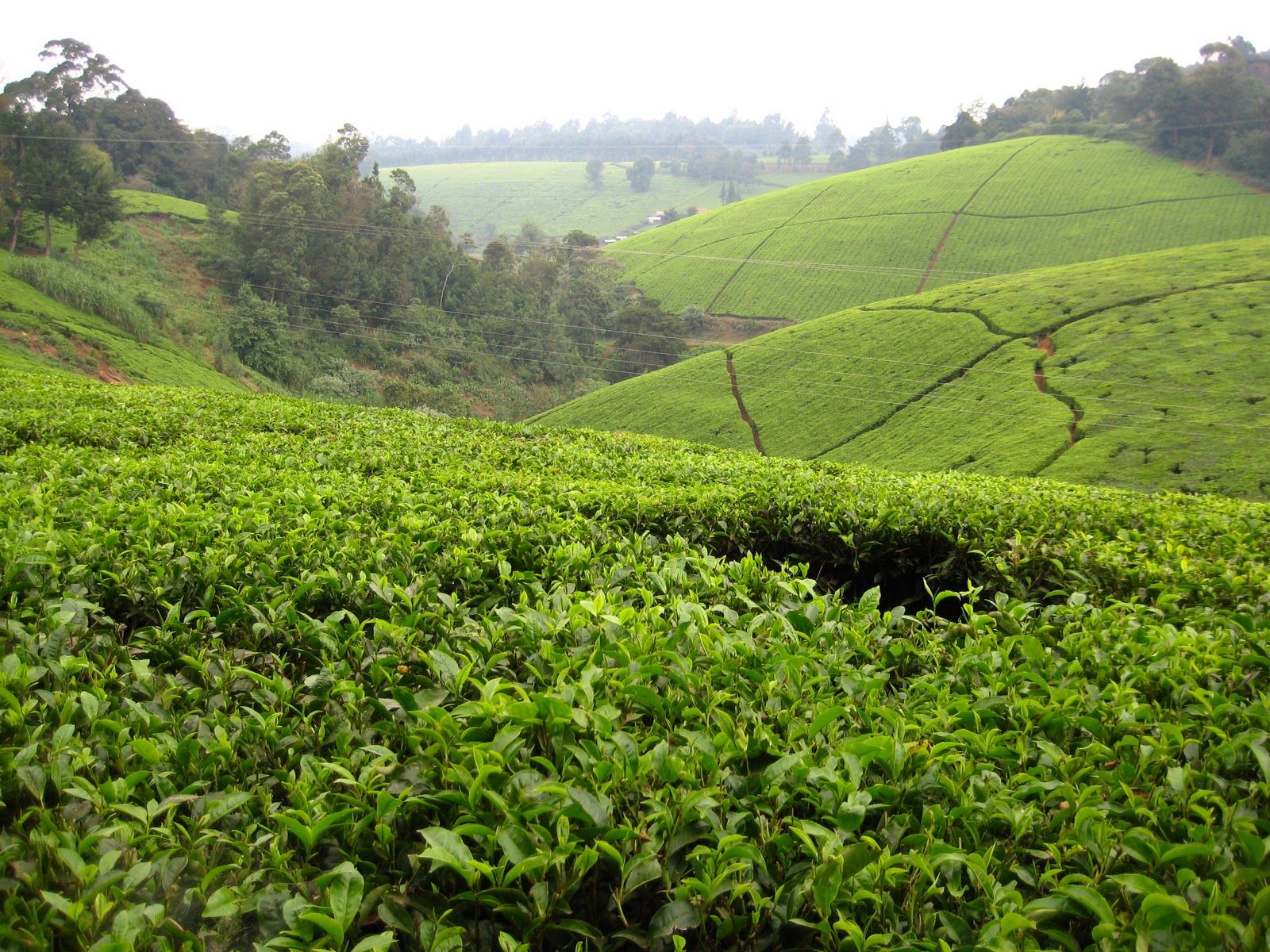 AidWorker: Tea Plantation