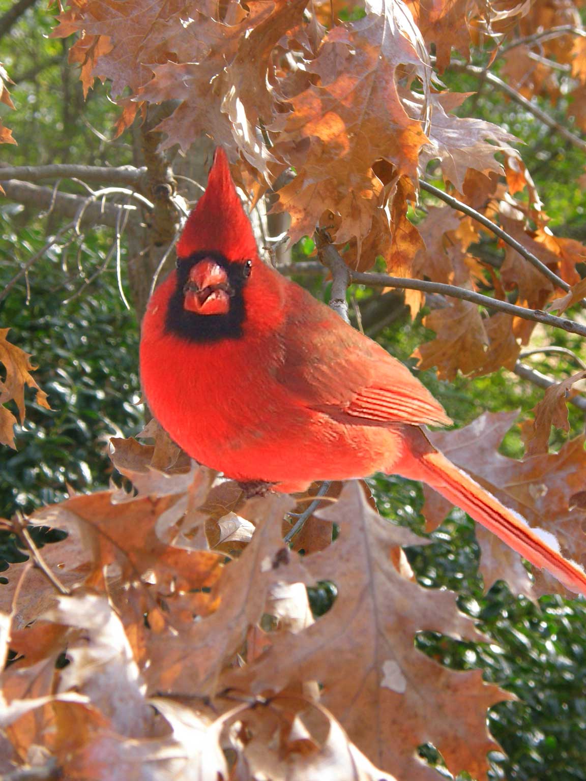 Friends of Hagerman National Wildlife Refuge: December 2010