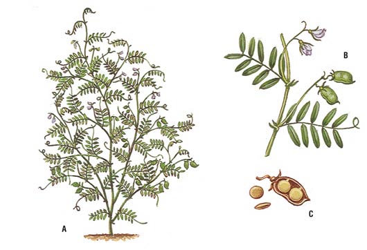 Caro Pimiento: Una forma fácil de comer Lentejas...
