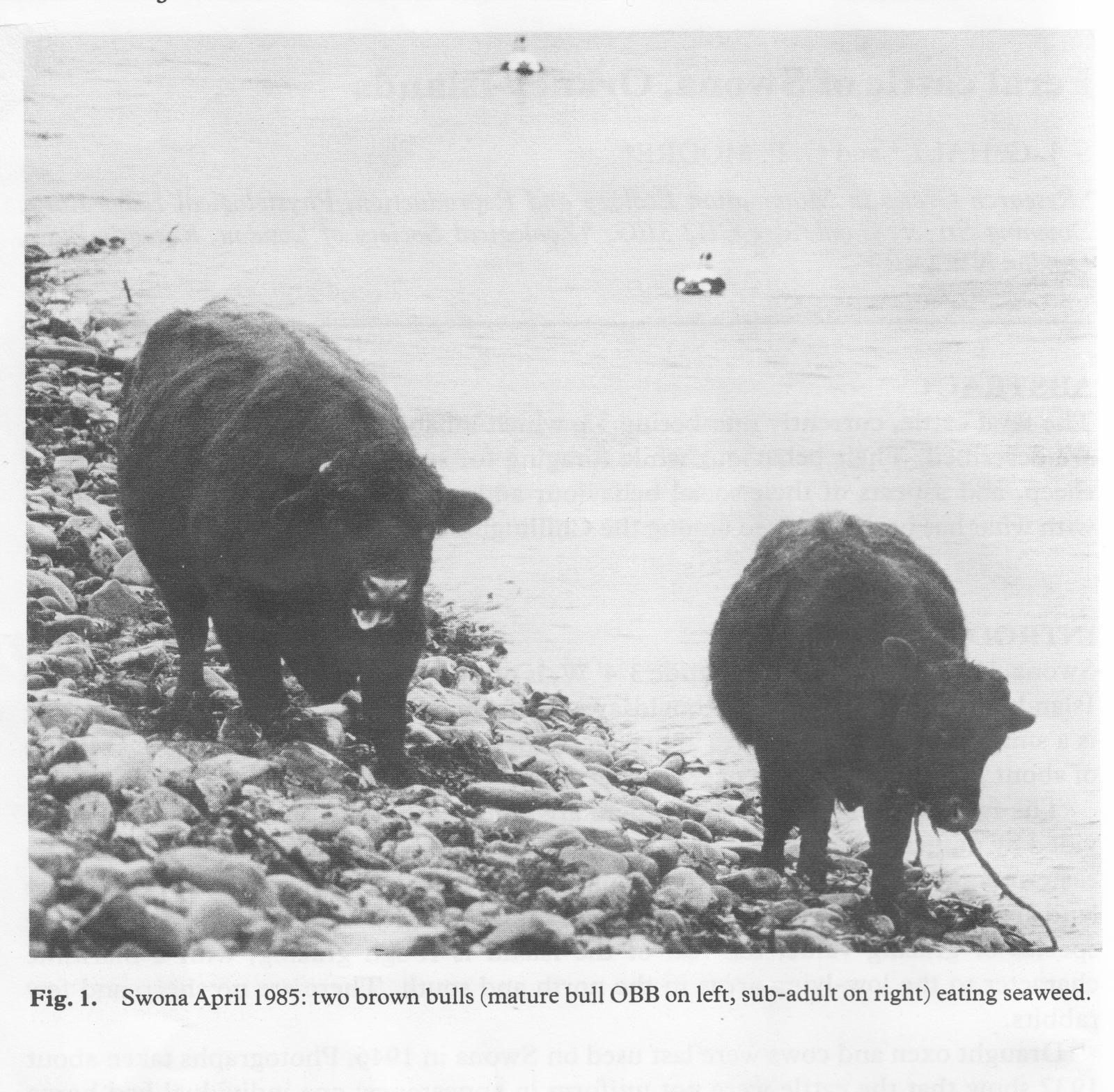 Orkney Archive - get dusty: My Sw-ona