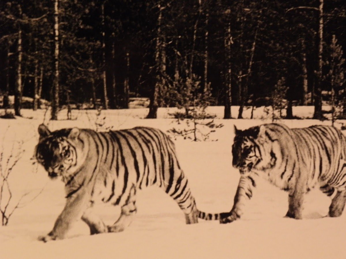 Inga-Britts blogg Svarta Vinbär: Bystugan i går.