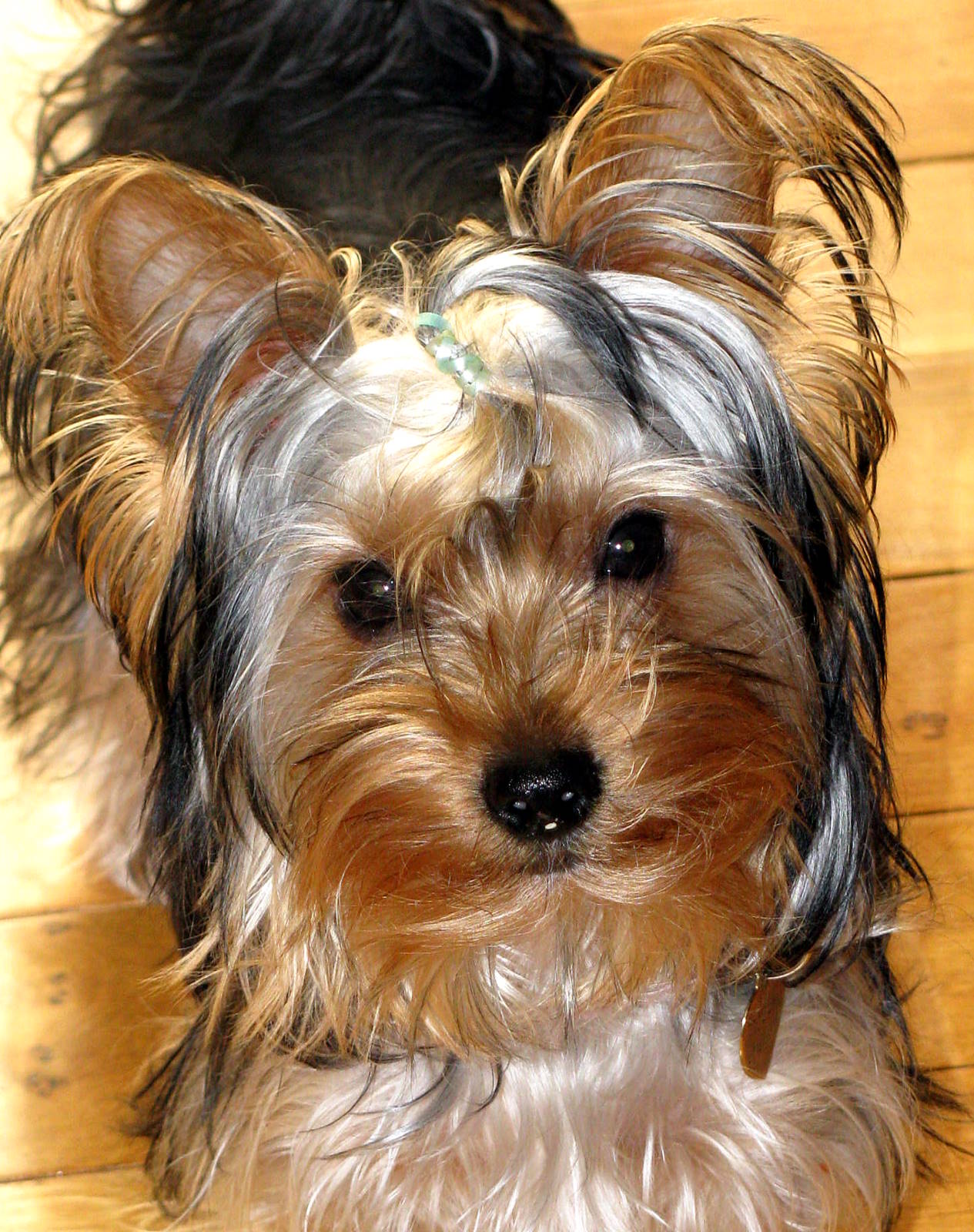 A View from the Other Side: That Yorkie...