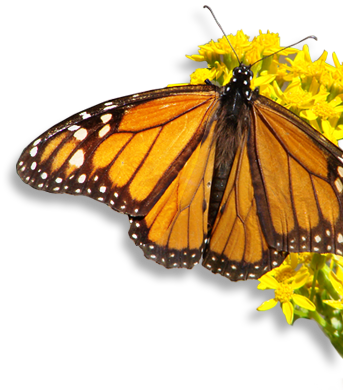 Endangered New Jersey: The Incredible Journey of Monarch Butterflies