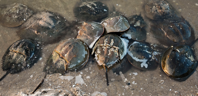 Endangered New Jersey: Viewing the Horseshoe Crab Natural Phenomena on ...