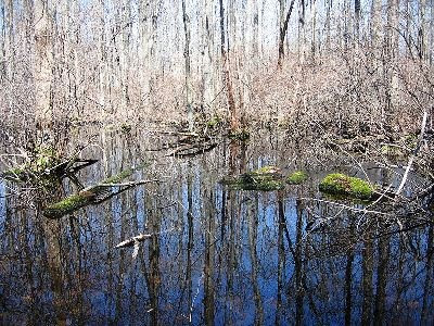 Endangered New Jersey: Great Swamp National Wildlife Refuge