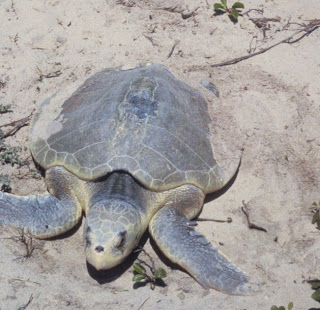 Endangered New Jersey: Marine Turtles in New Jersey Waters