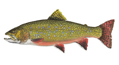 Endangered New Jersey: Native Fish of New Jersey