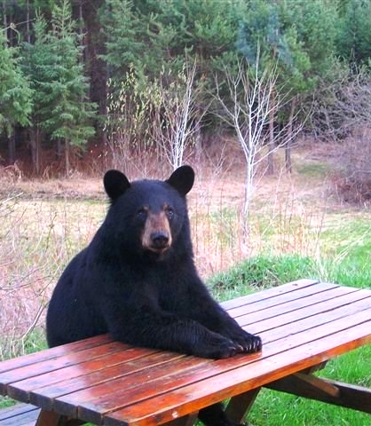 Endangered New Jersey: Encounters With Black Bears