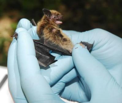 Endangered New Jersey: NJ Bat Population Continues To Collapse