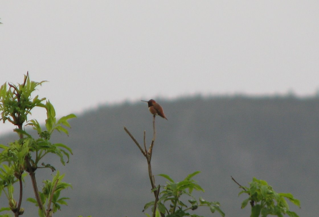 Andy Frank: Pacific Tree Frog and Rufous Hummingbird