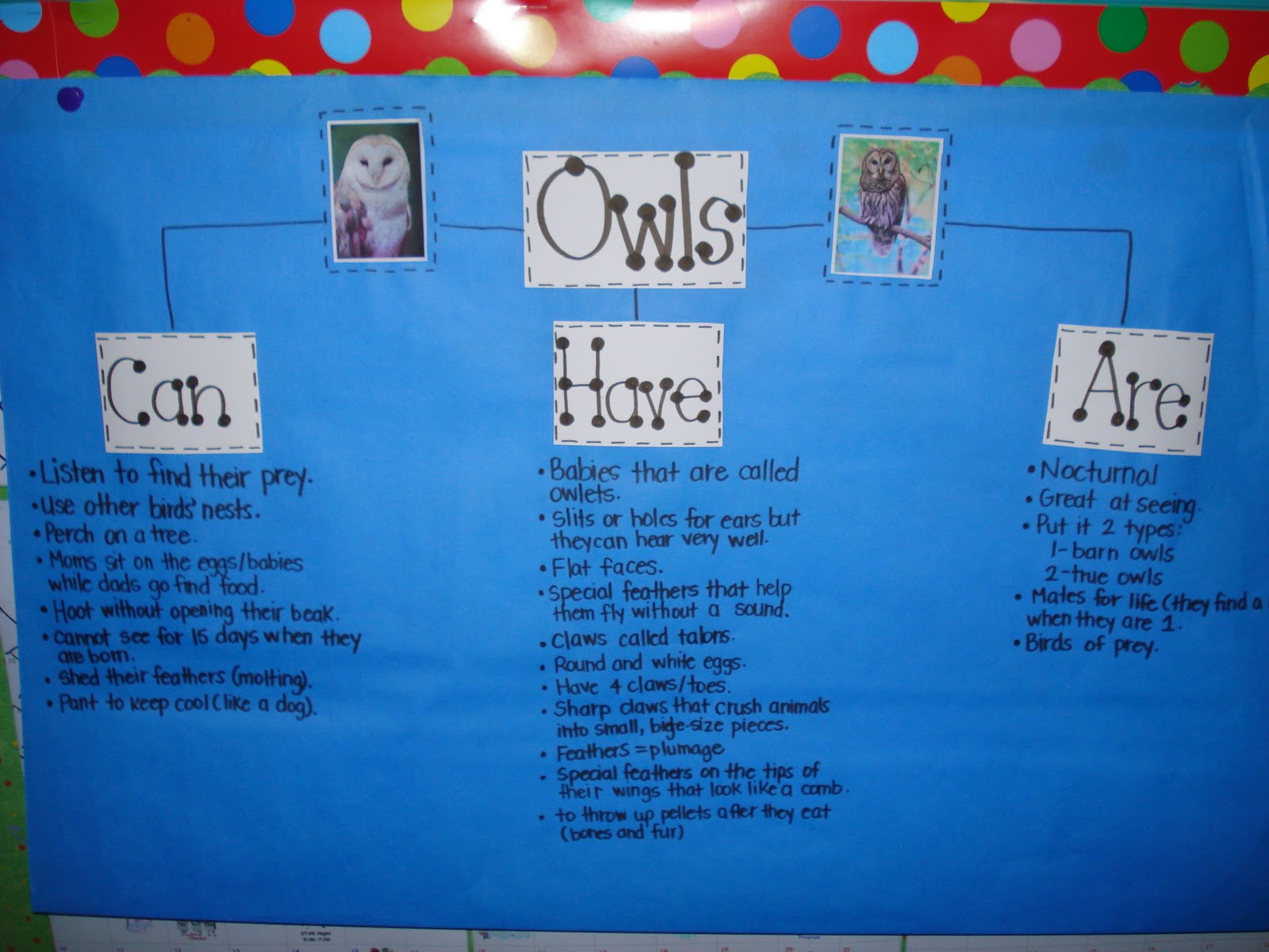 Mrs. Kimbrell's Kindergarten: Owls