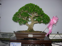 Mat Yie Garden: BUXUS-- WHANGYANG UBAHSUAI