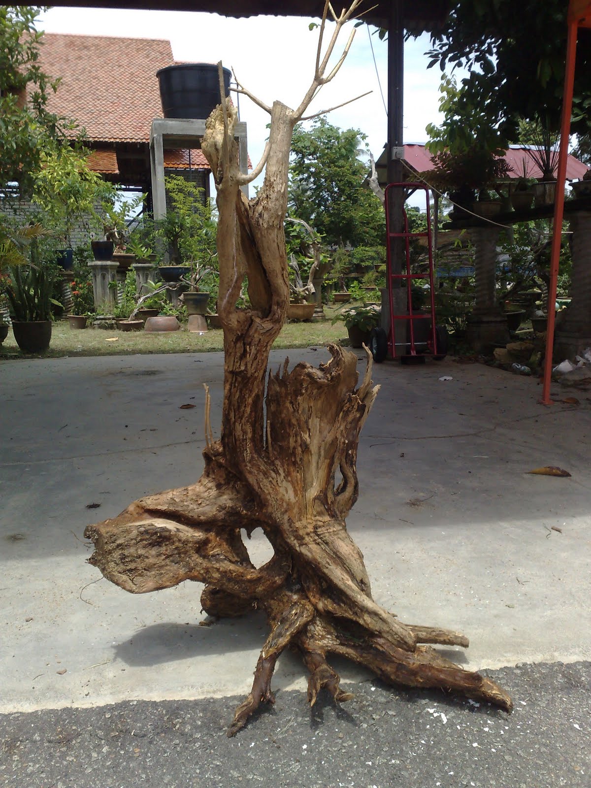 Mat Yie Garden: BEBUAS/ WAHONG LAUT/ PREMNA MICROPHYLLA