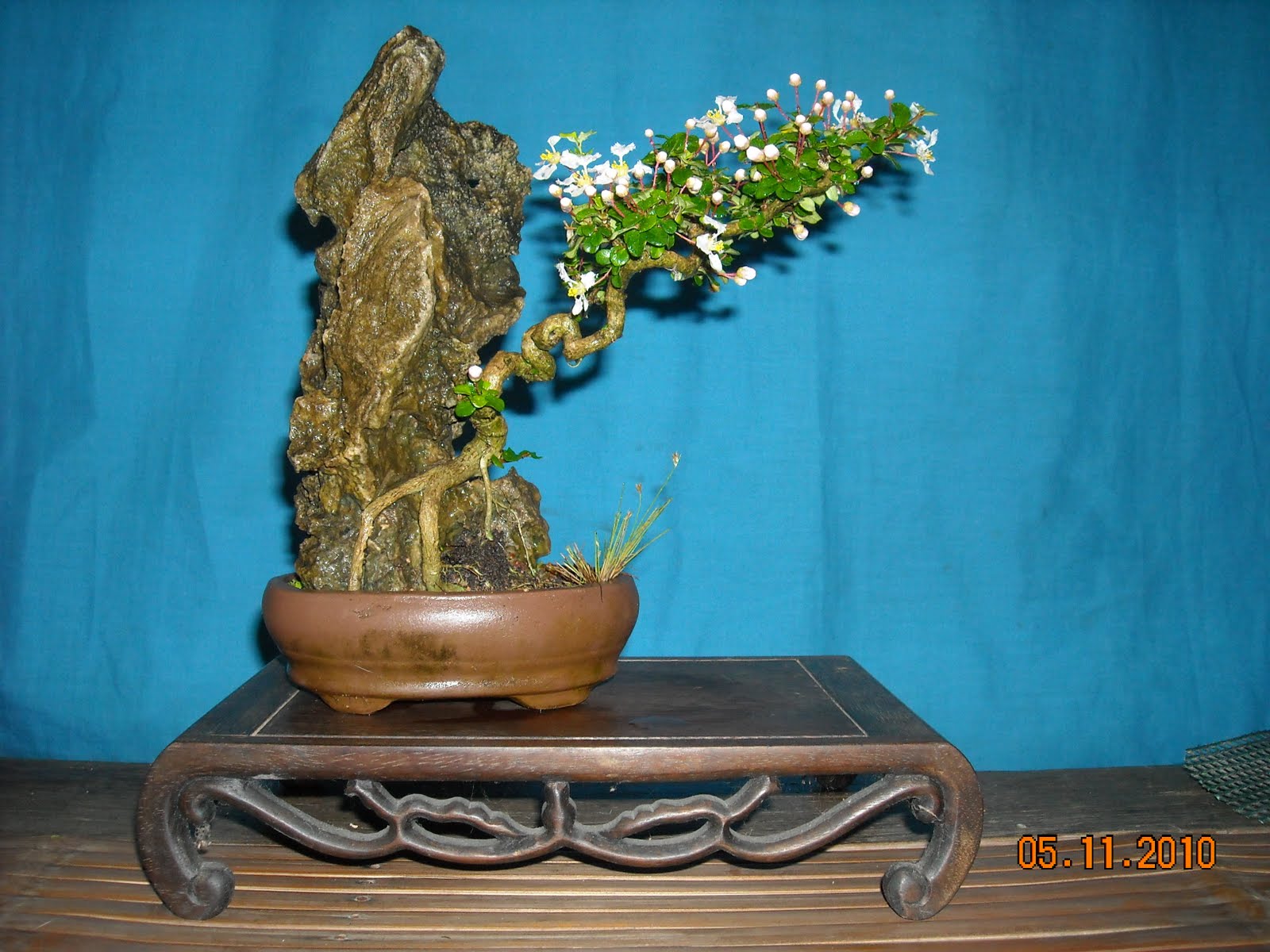 Mat Yie Garden: MY BONSAI COLLECTION