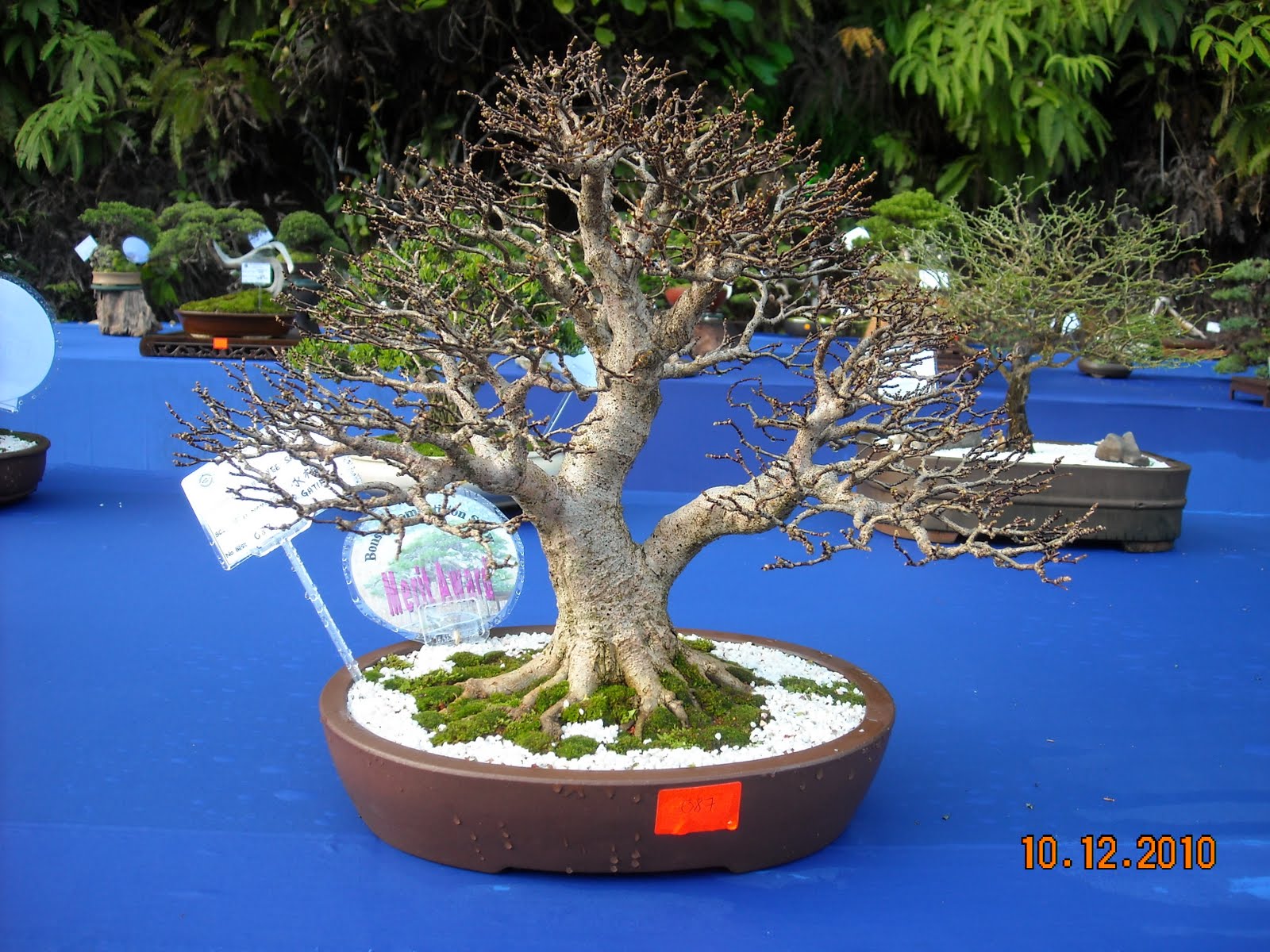 Mat Yie Garden: PERTANDINGAN BONSAI DI KEBUN BUNGA PENANG DEC 2010